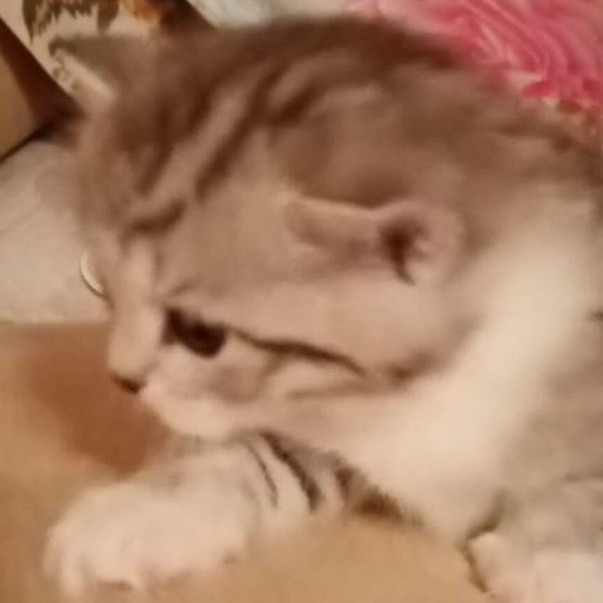 Британские котята