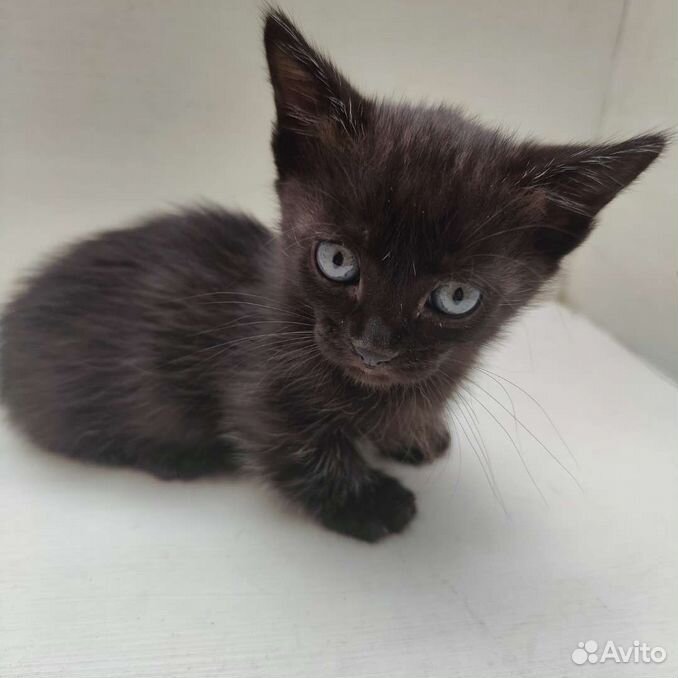 Кошечка Манчкин стандарт