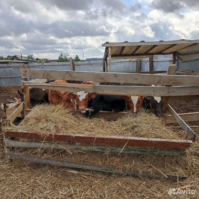 Телята и свиноматки