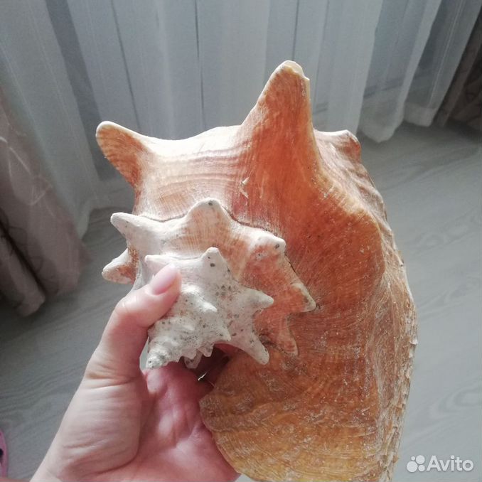 Ракушка океаническая