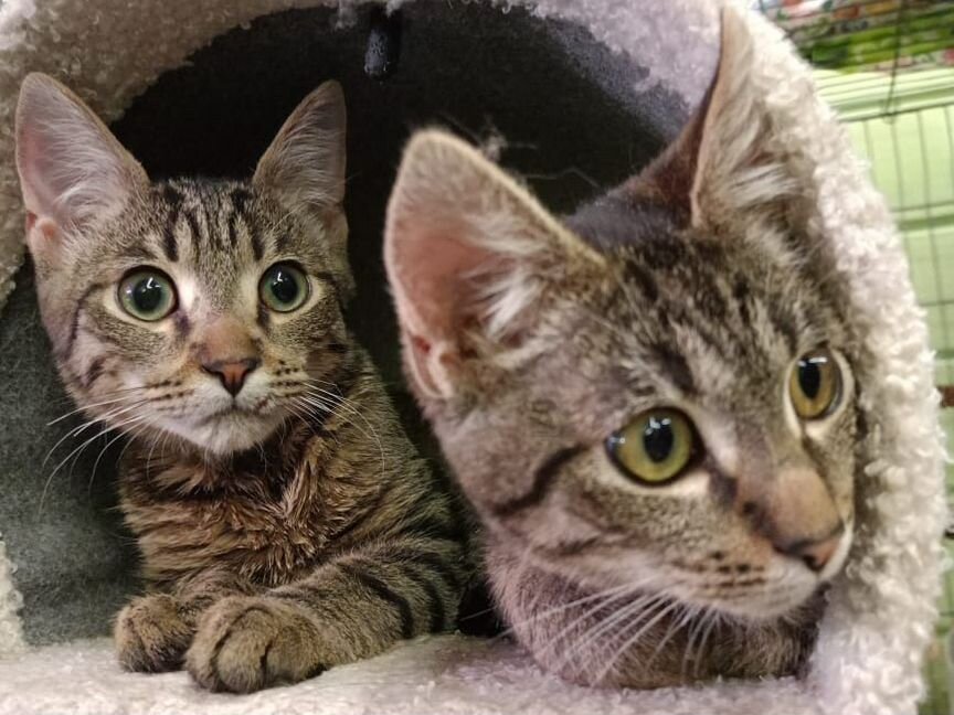 Котенок полосатый 4 мес