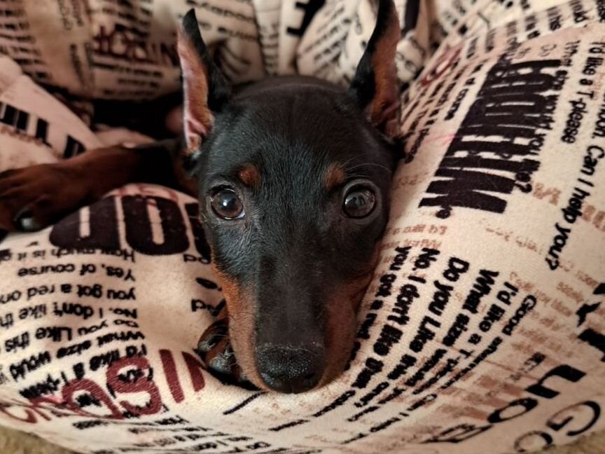 Щенки цвергпинчера