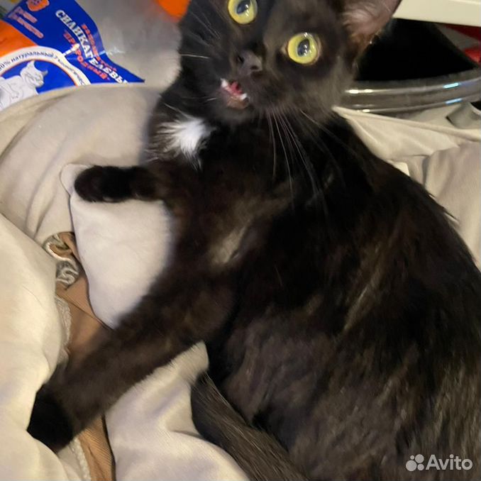 Кошка в дар Черника