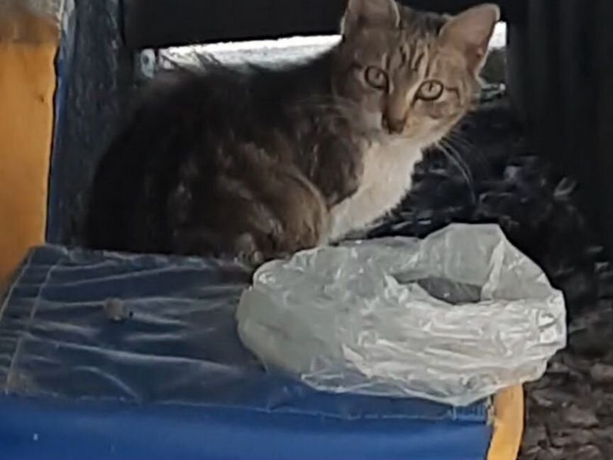 Котенок