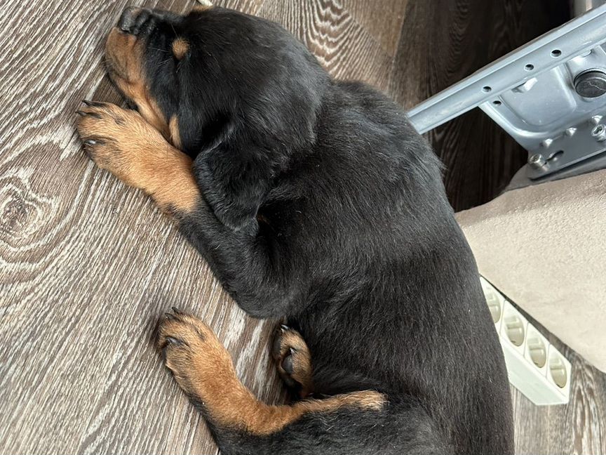 Щенок ротвейлера