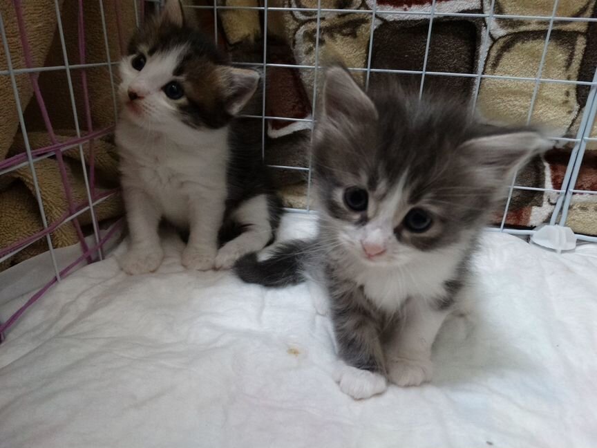 Котята-метисы