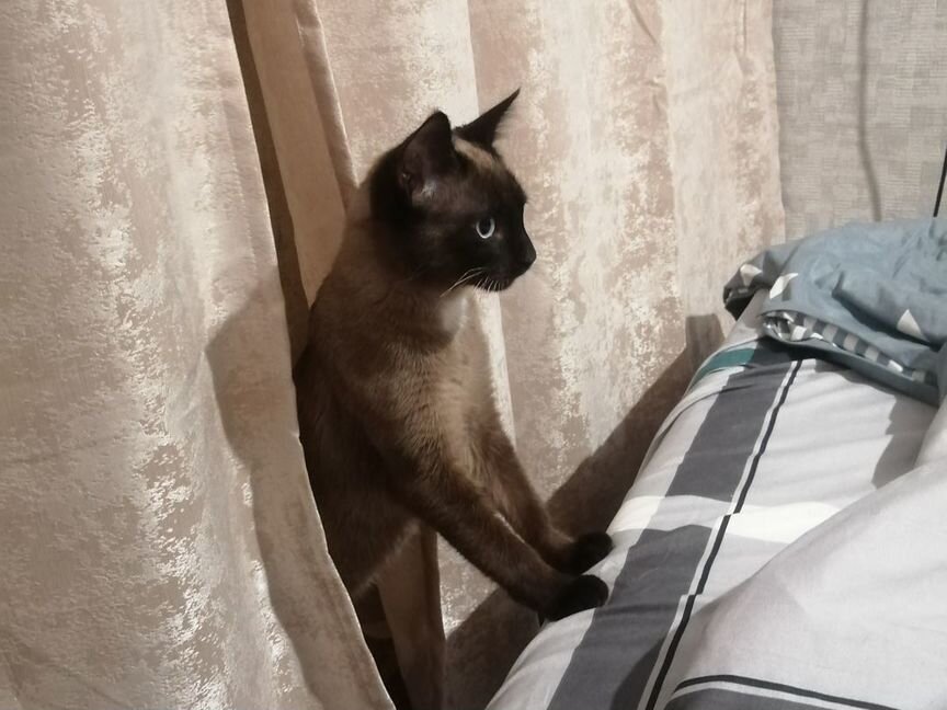 Отдам в добрые руки