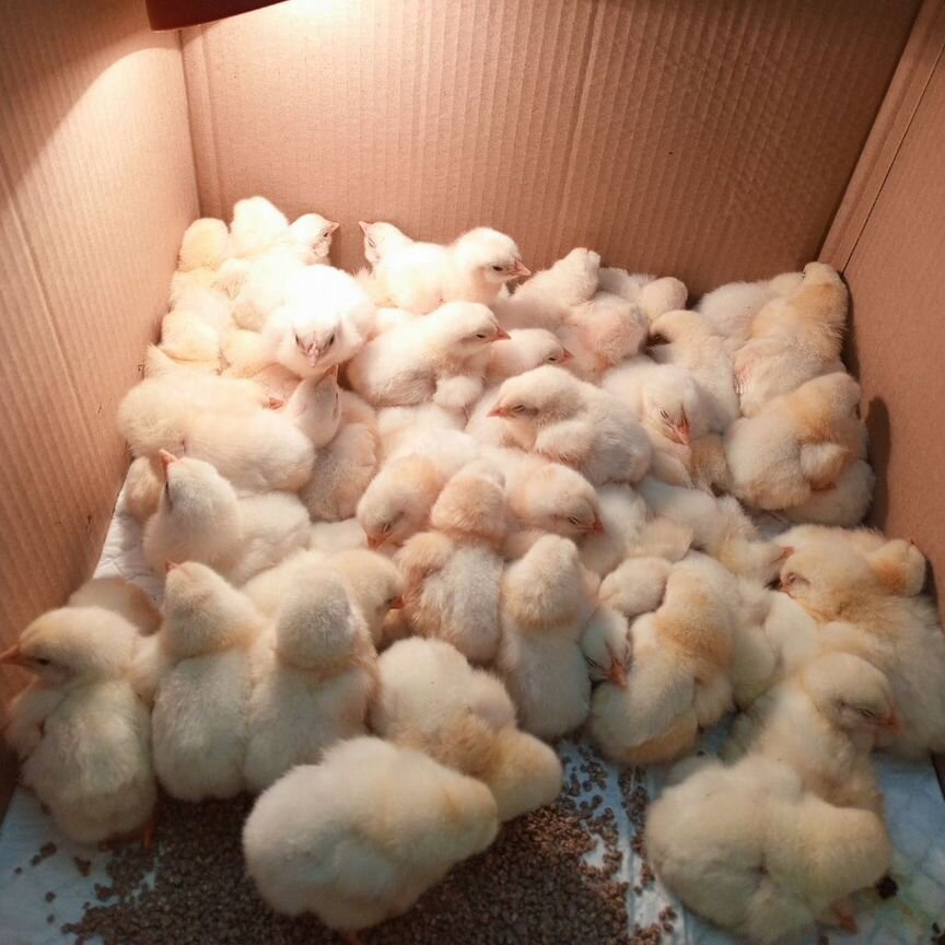 Цыплята бройлеры Арбор Айкрес
