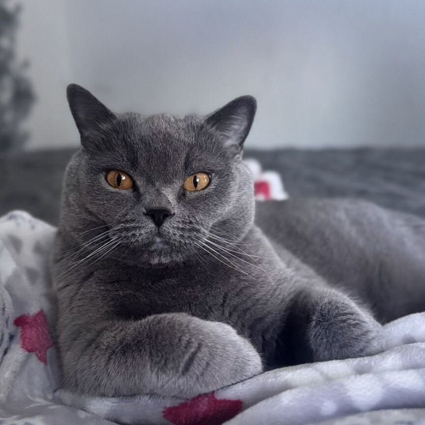 Кот в добрые руки