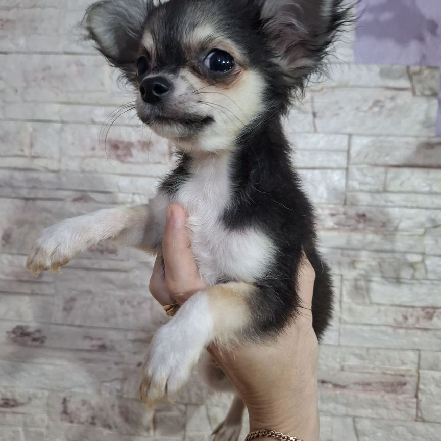 Щенки чихуахуа