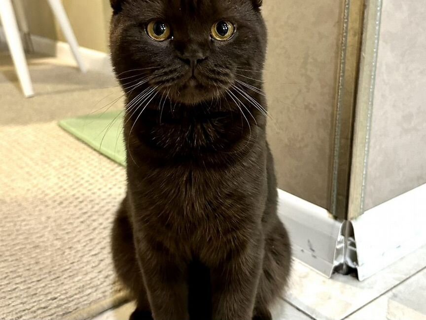 Шотландский кот на вязку