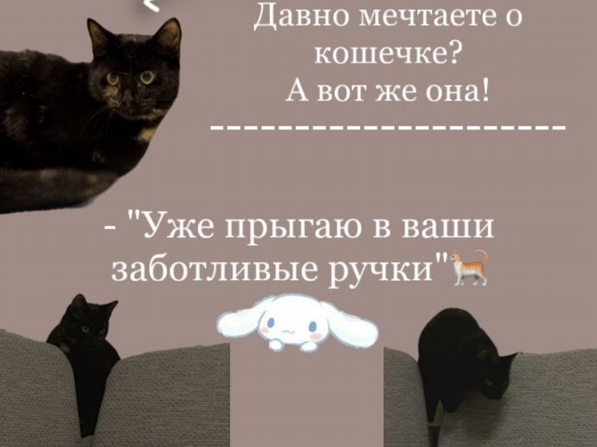 Ищут дом пёстрые кошки