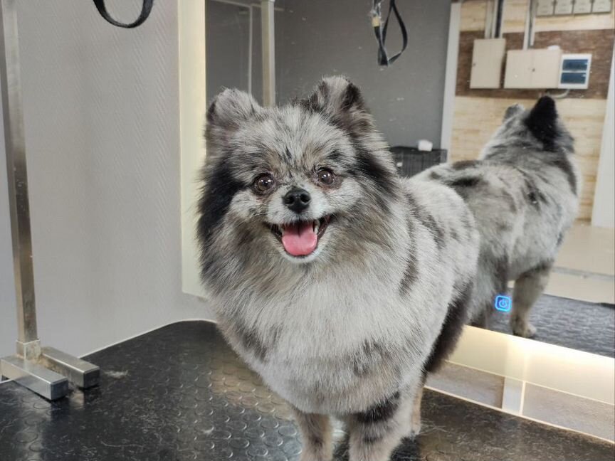 Малый немецкий шпиц