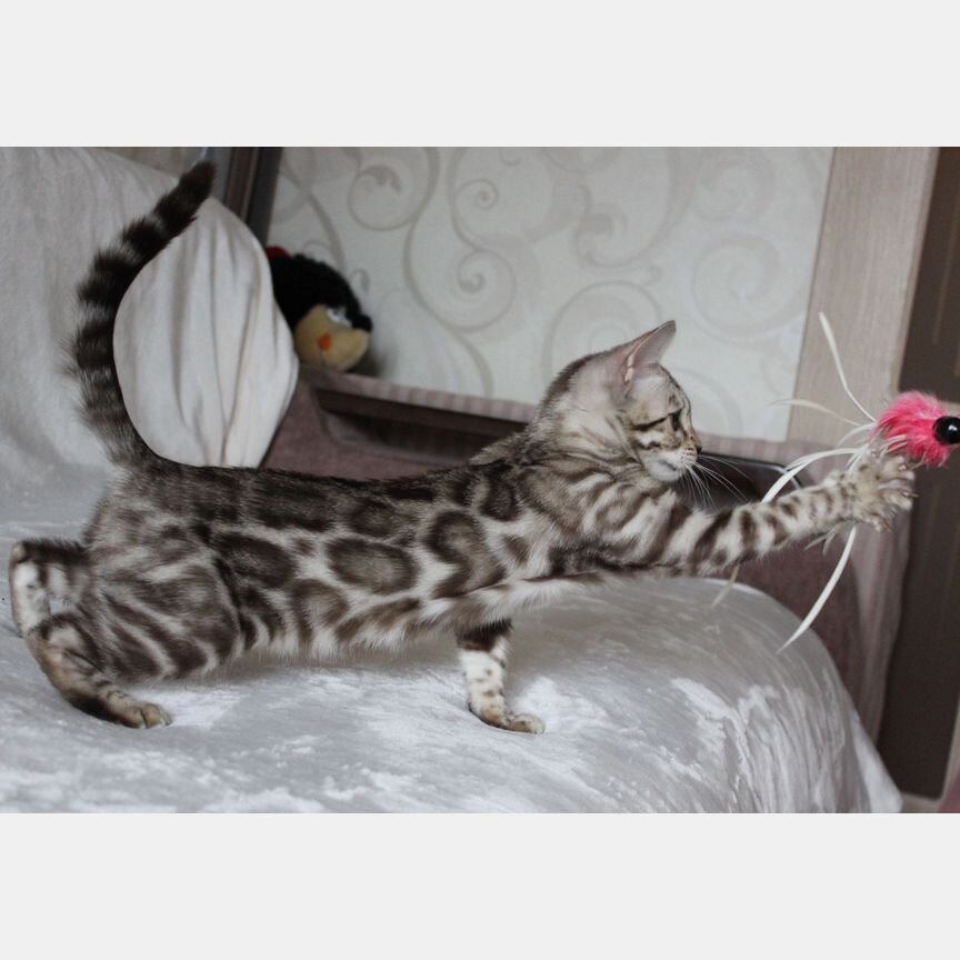 Бенгальская красотка