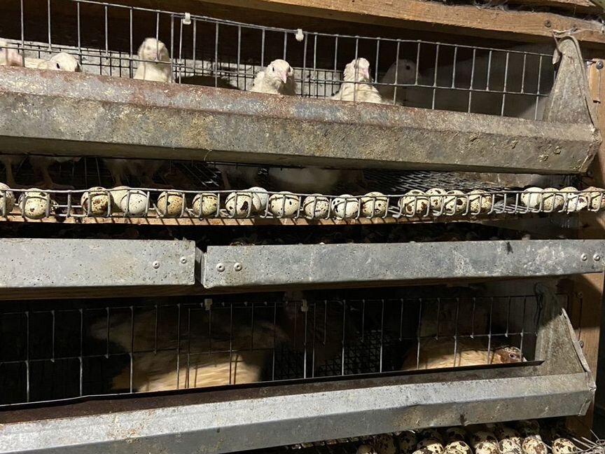 Яйцо перепелинное