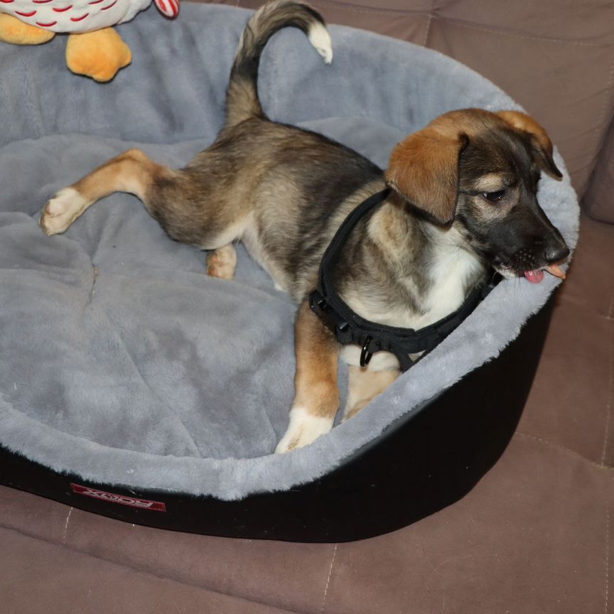 Щенок, 3 месяца