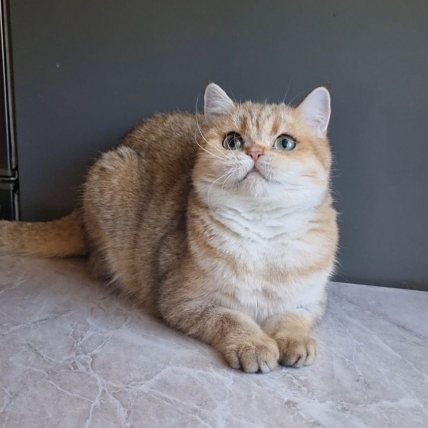 Девочка золотая шиншилла