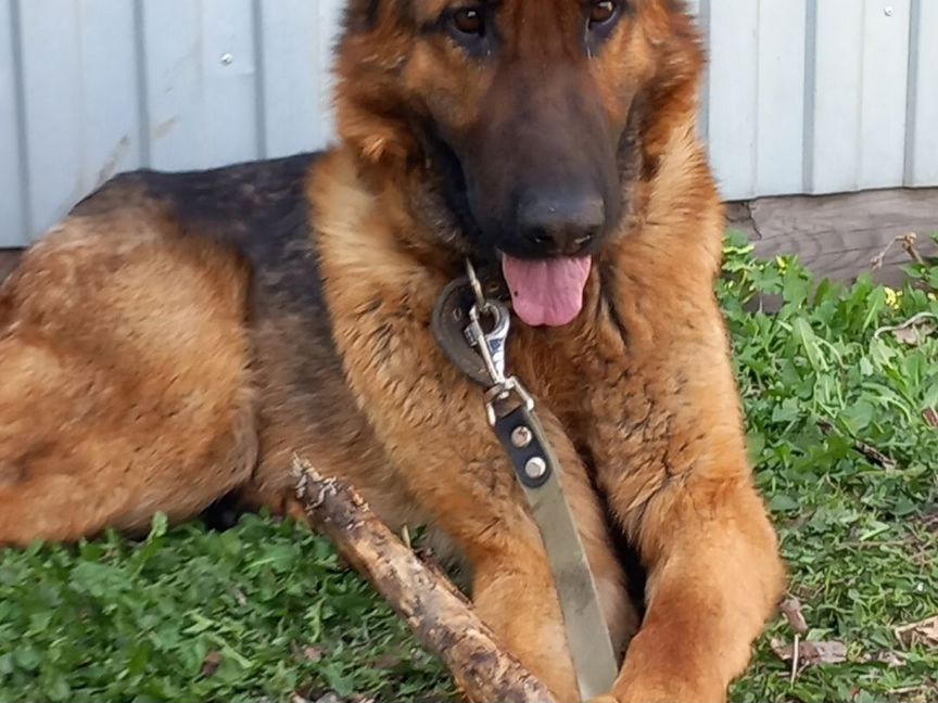 Немецкая овчарка