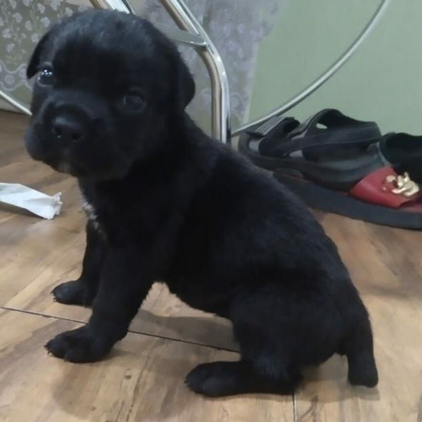 Щенки кане корсо