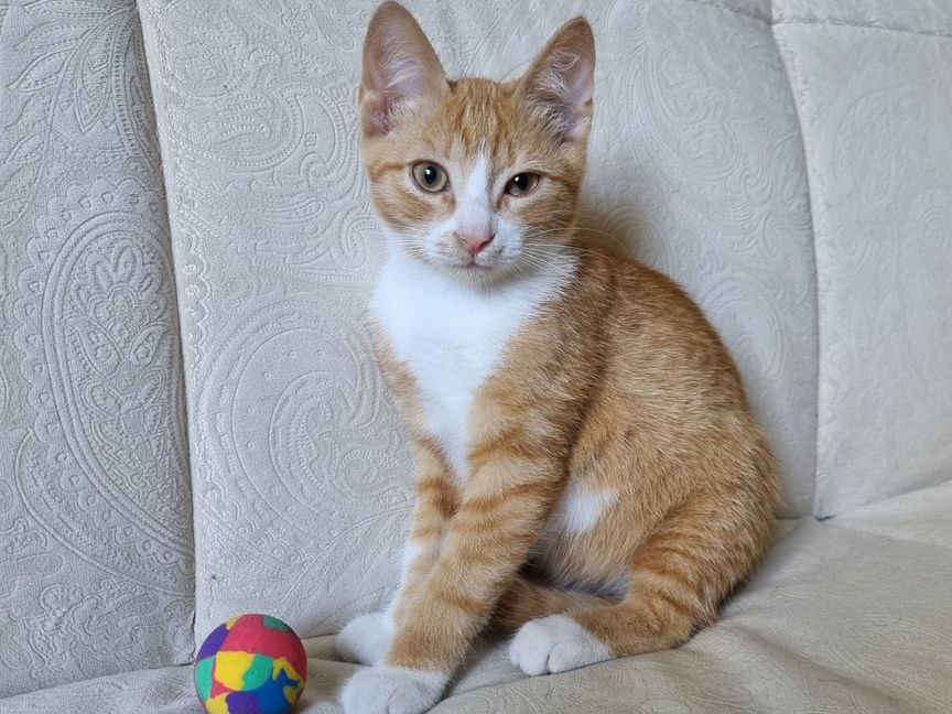 Игруля - рыжуля, котёнок мальчик
