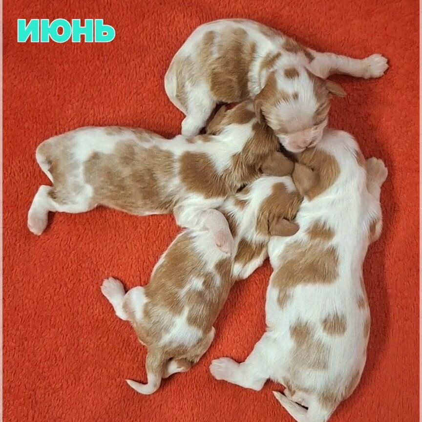 Кавалер кинг-чарльз-спаниель, щенок