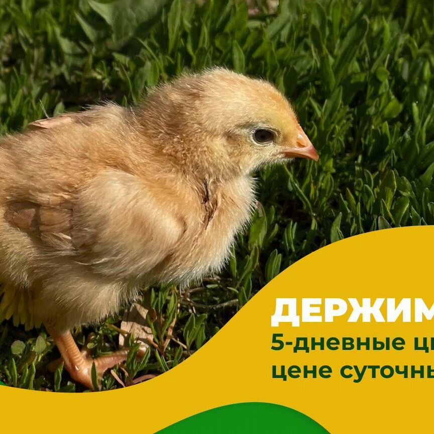 Цыплята Редбро суточные в наличие и под заказ