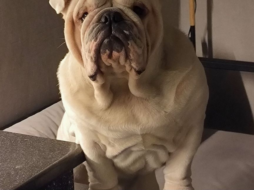 Щенки английского бульдога