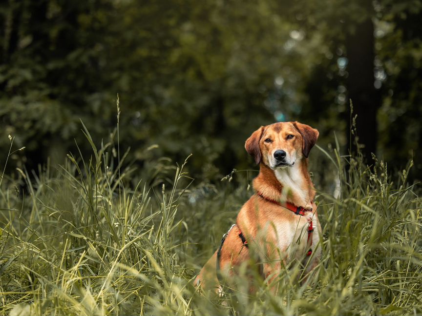 Собака бесплатно
