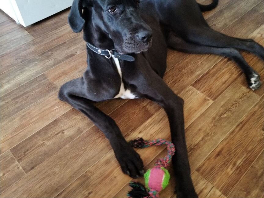 Немецкий дог