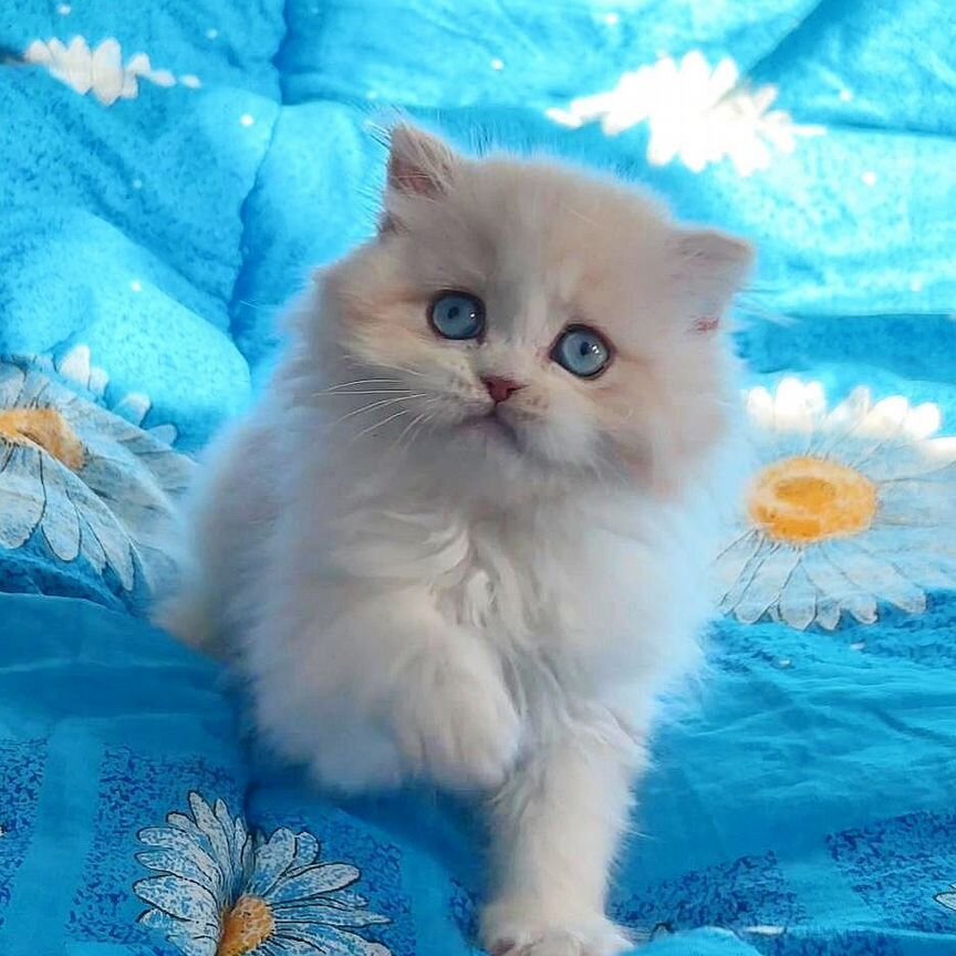 Чистокровные Шотландские котята