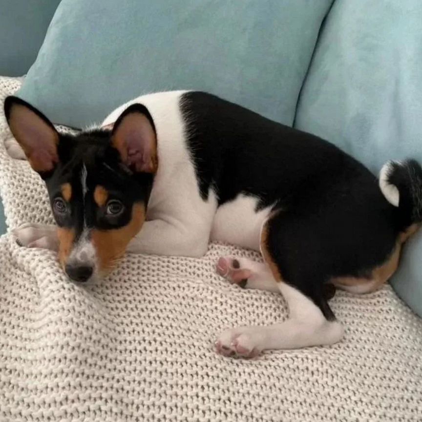 Басенджи, щенок