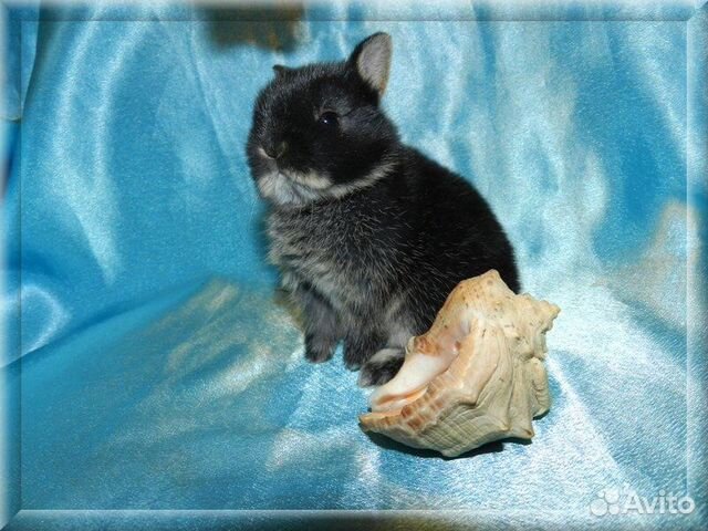 Нидерландский карликовый, декоративный кролик