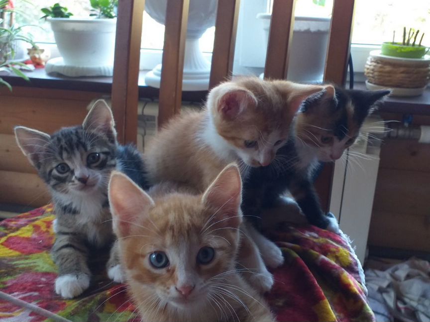 Котята в добрые руки