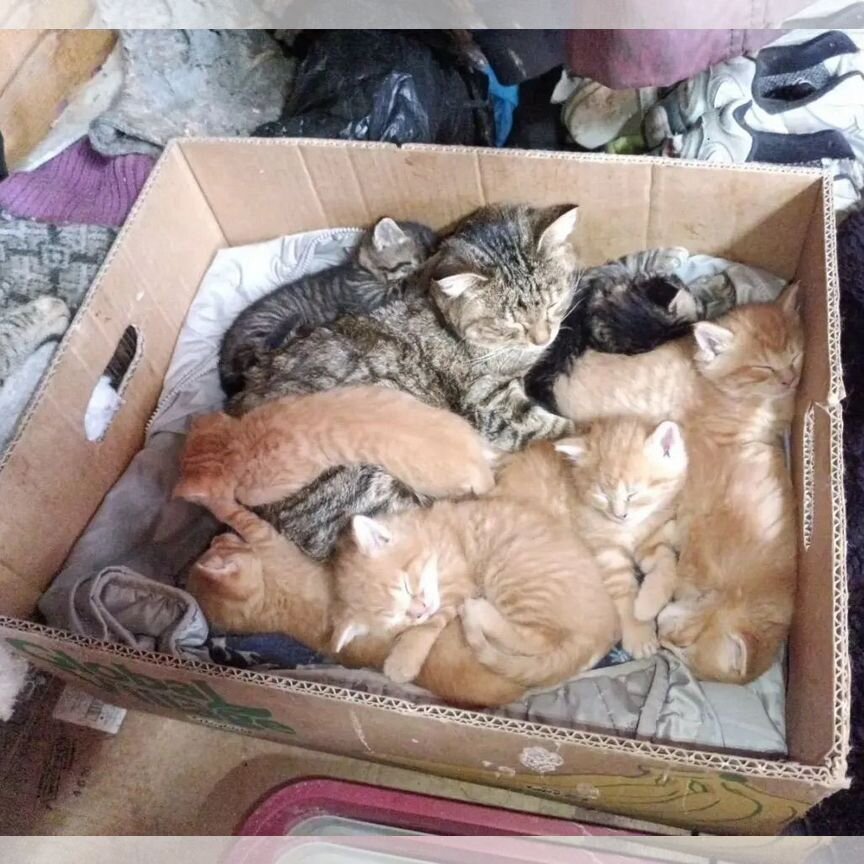 Котёнок в добрые руки