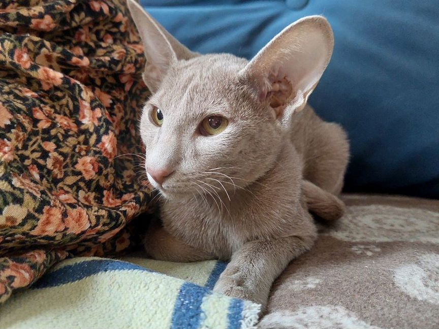 Ориентальный зеленоглазый парень привит