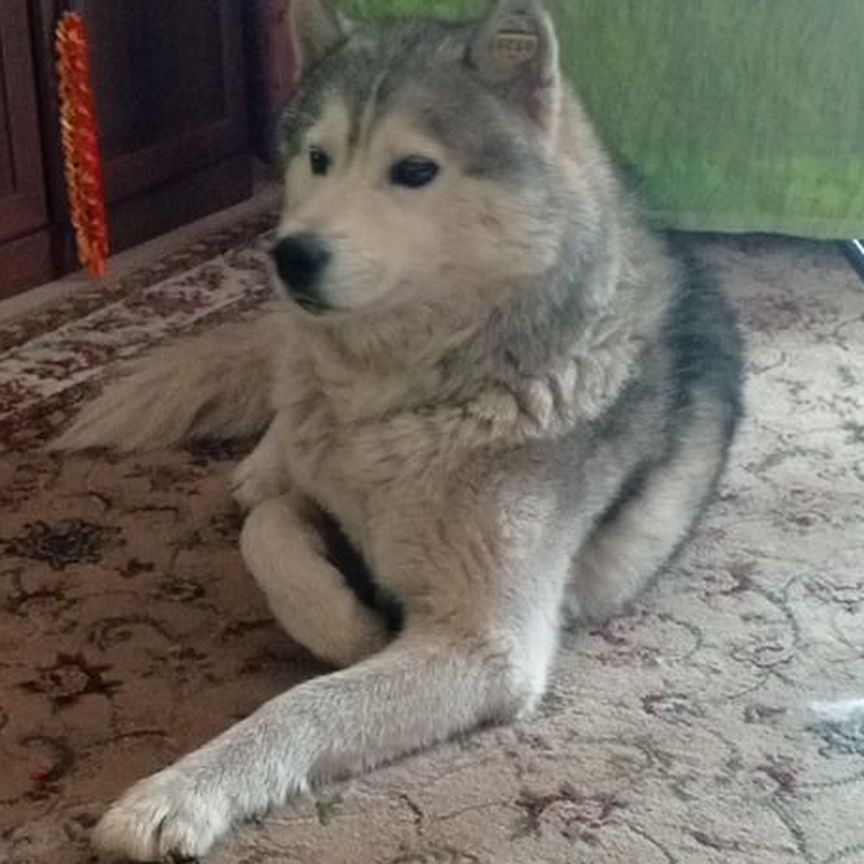 Сибирский хаски