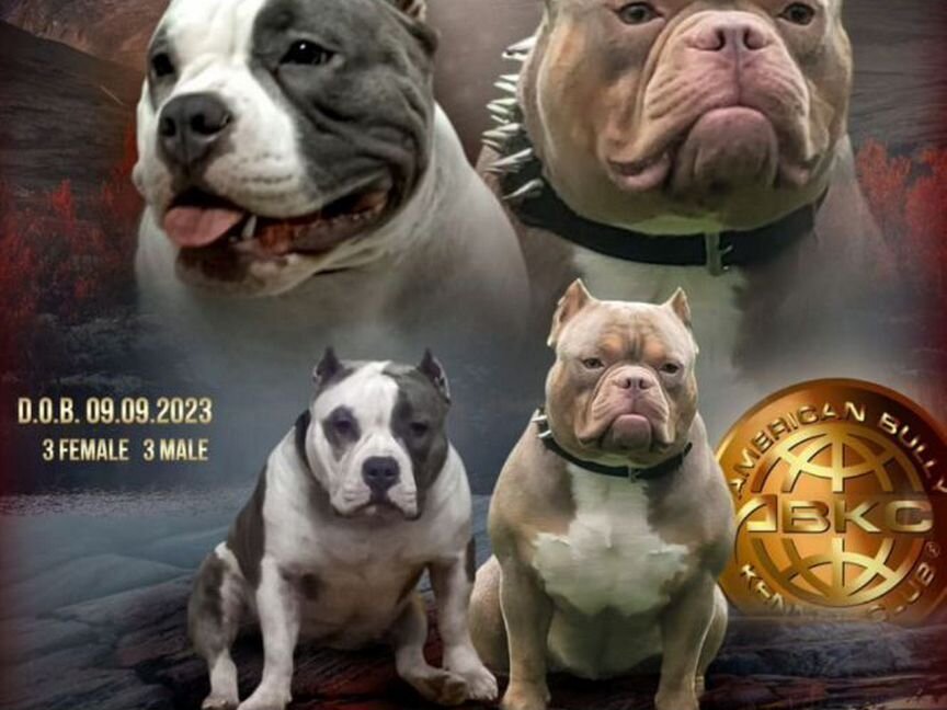 Американский булли