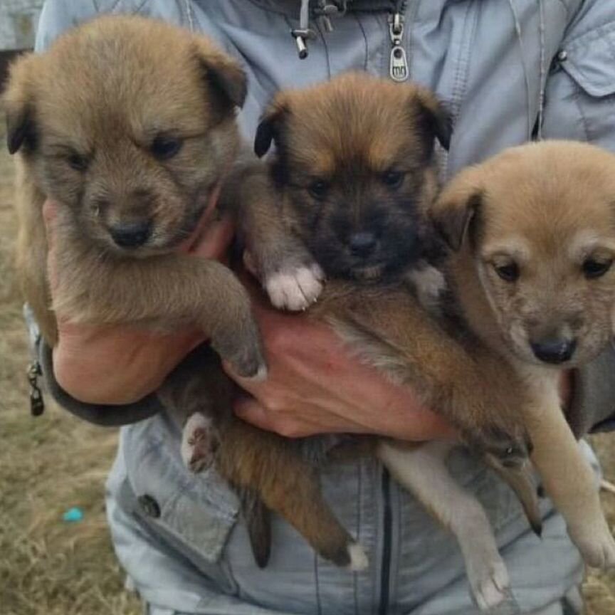 Японский хин, щенок