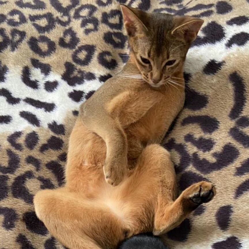 Абиссинская, взрослая кошка