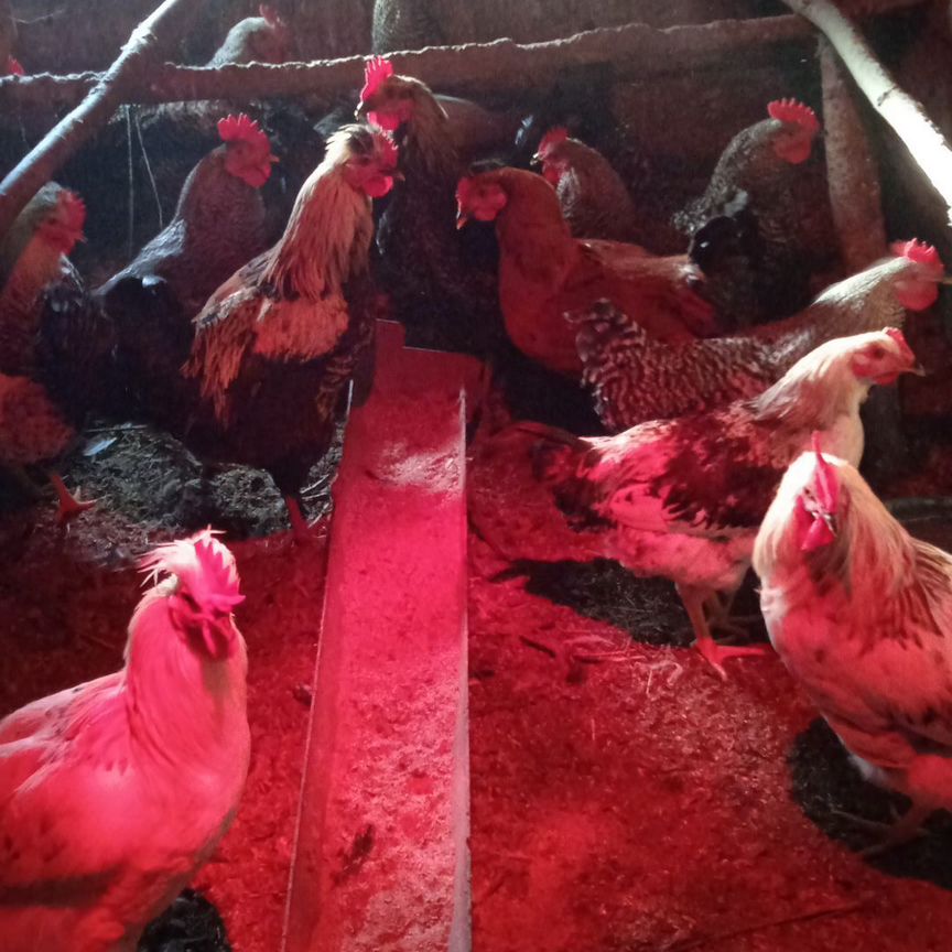 Продам петухов или обмен на курочек