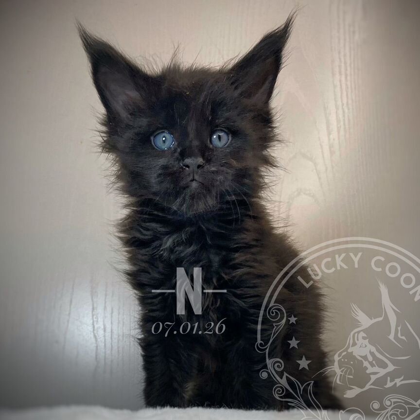 Мейн-кун котёнок