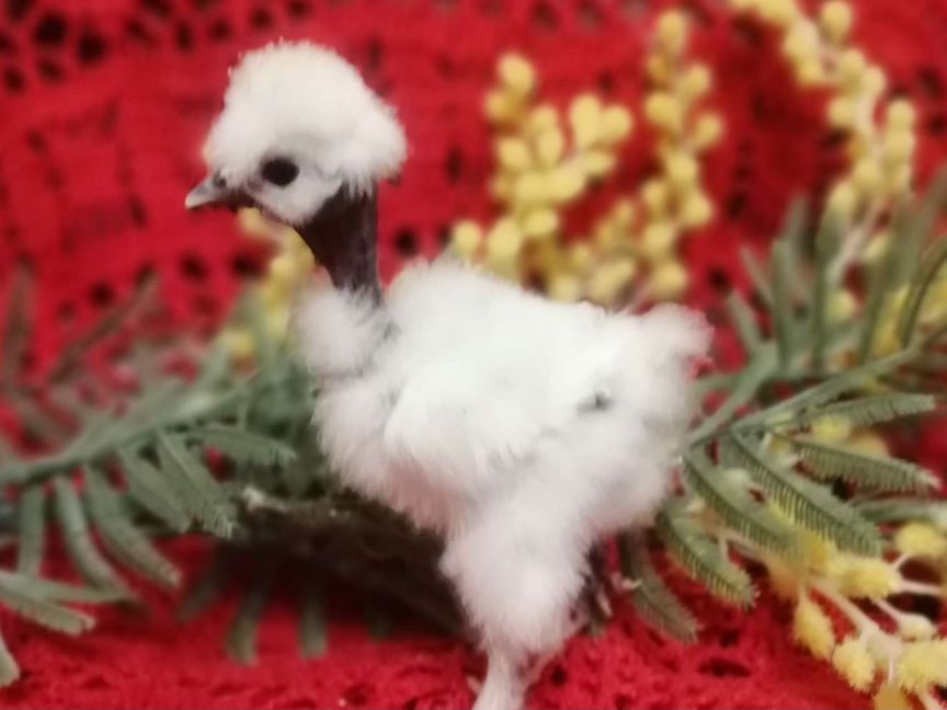 Цыпленок
