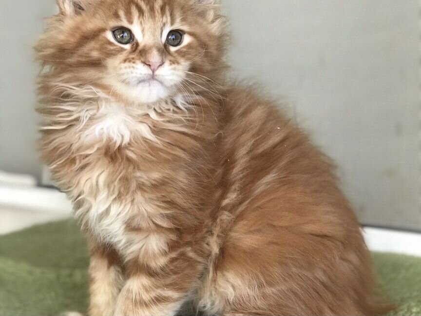 Котята мейн-кун