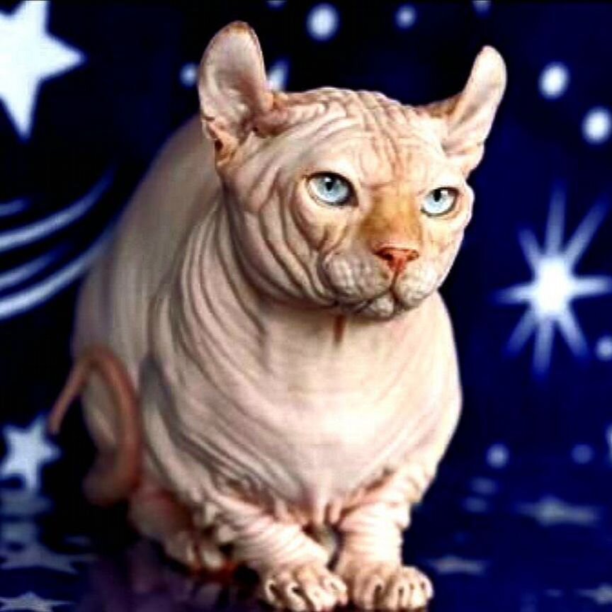 Канадский кот Бамбино зашкуренный, титулованный