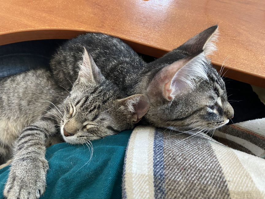Кошка