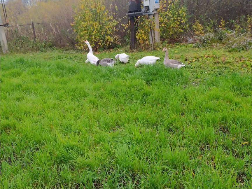 Продам семью гусей