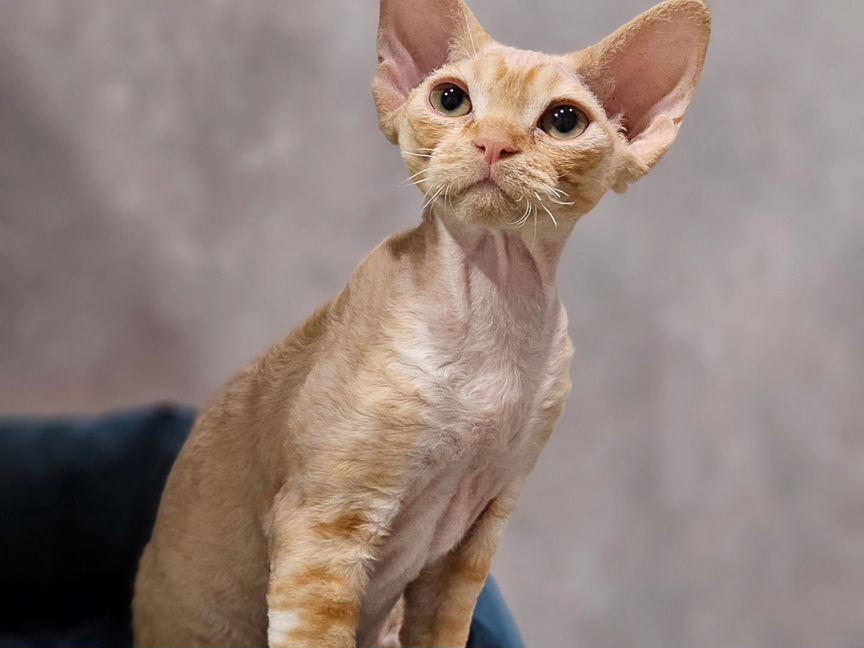 Котята девон-рекс