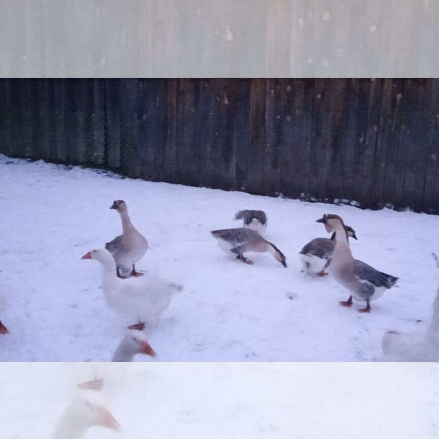 Гуси кубанские