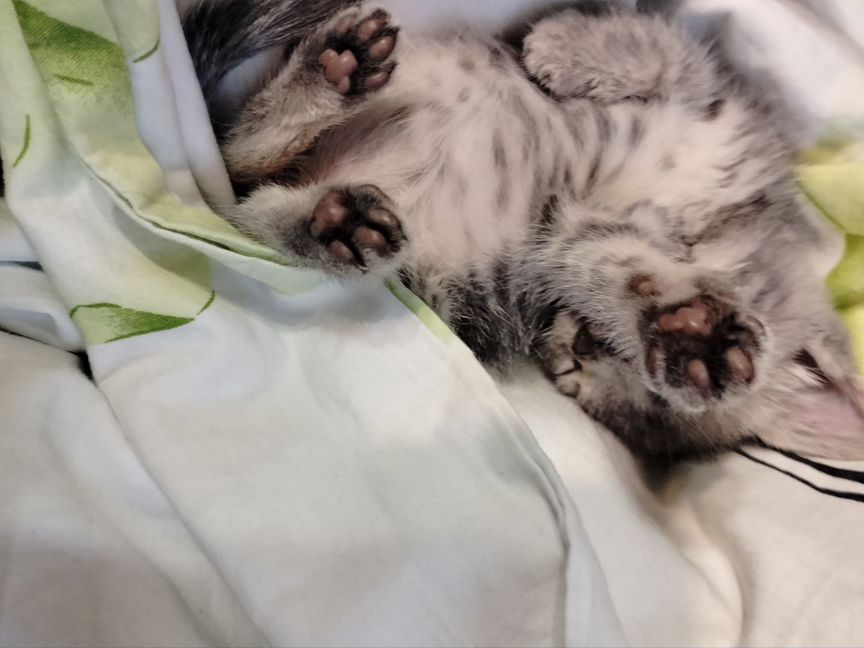 Кошка в дар бесплатно