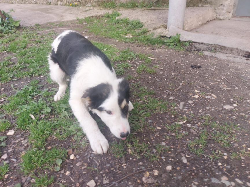 Щенок в беде